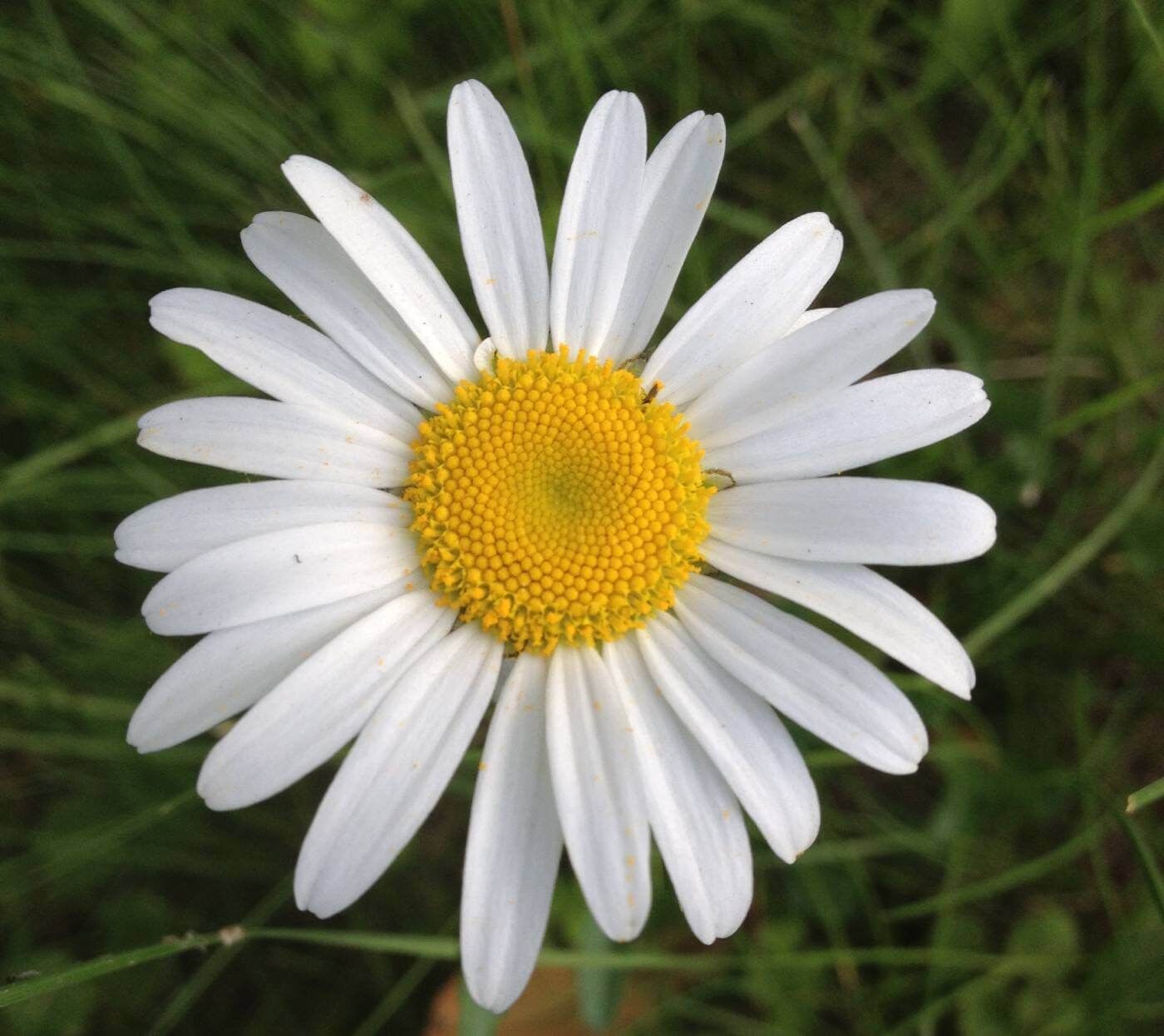 Merida Real Estate Co - Superb Service and Care