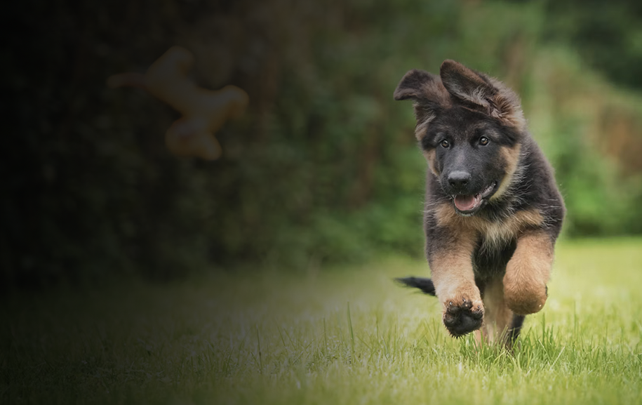Puppy School - Beacon Dog Training Gold Coast