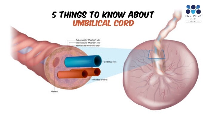 5 Things to Know About Umbilical Cord - Cryoviva