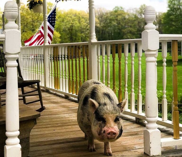 Animals at Bluebird Farm CT: A Rustic Wedding Venue in Connecticut