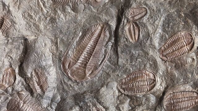 How to Correct Fossilized Errors - Birkenhead English Blog