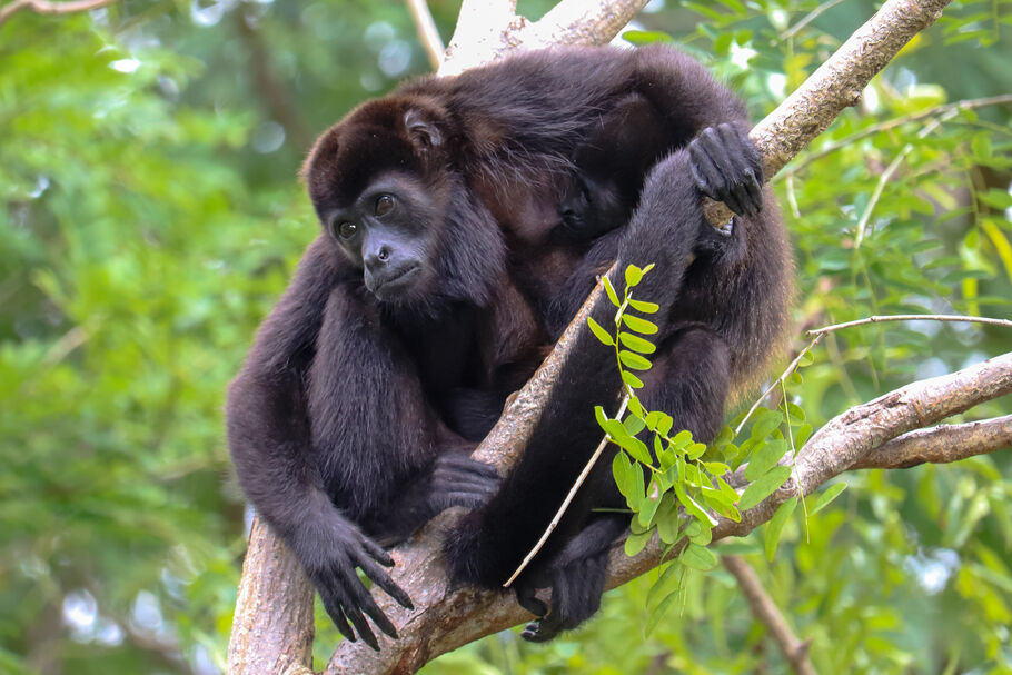 Home [osamystica.org]