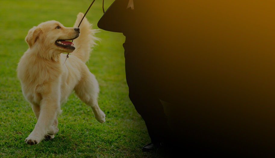 Enrol Now | Beacon Dog Training