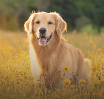 Services | Beacon Dog Training Gold Coast