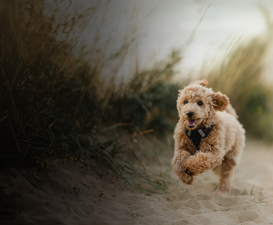 Services | Beacon Dog Training Gold Coast