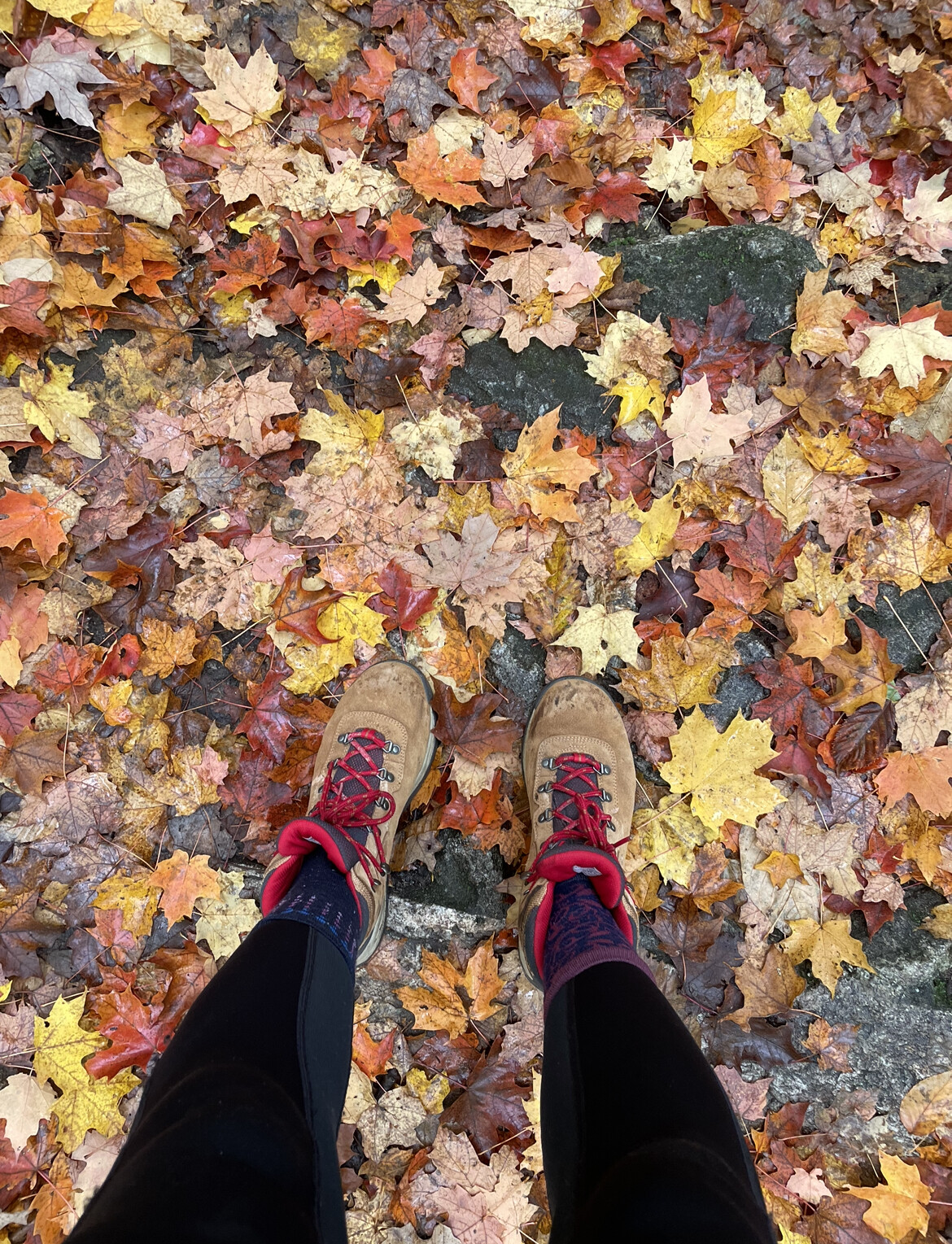 Best Hiking Trails to See Fall Colours in Gatineau Park - Rhiannon ...