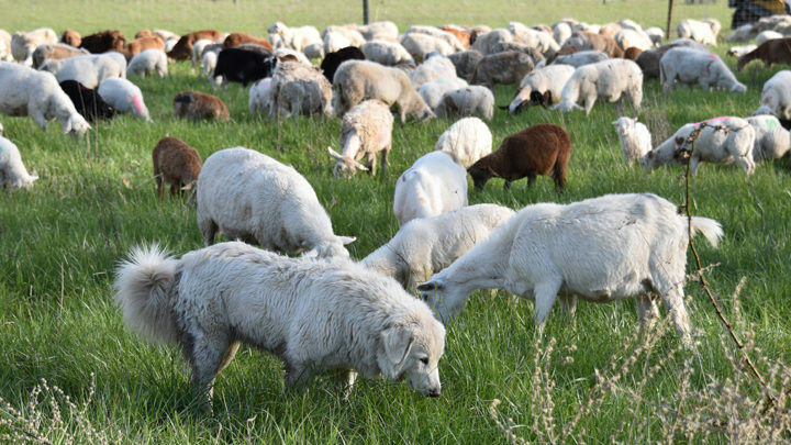 The Power of Vertical Integration: Spotlight On Double Brook Farm and ...